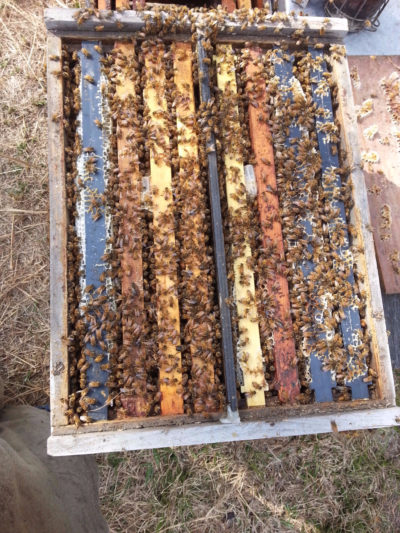 Nucs and Packaged Bees - New England Apiaries, LLC